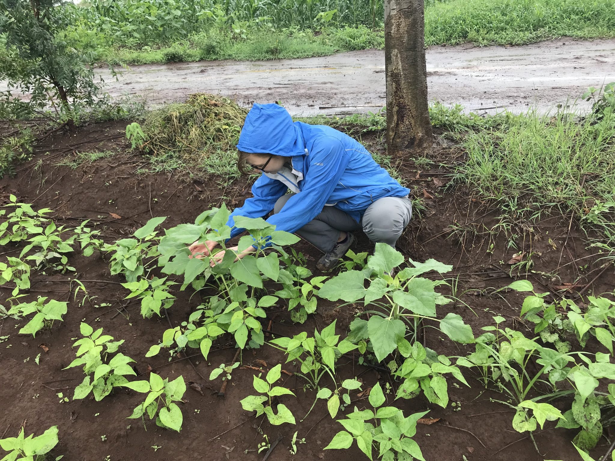 Three ways ‘Omic’ technologies are lifting the lid on the soil ... Three ways ‘Omic’ technologies are lifting the lid on the soil ...